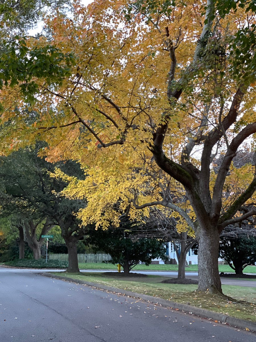 Miss you Foxy Moxy ️ ️ ️ | datruthchronicles